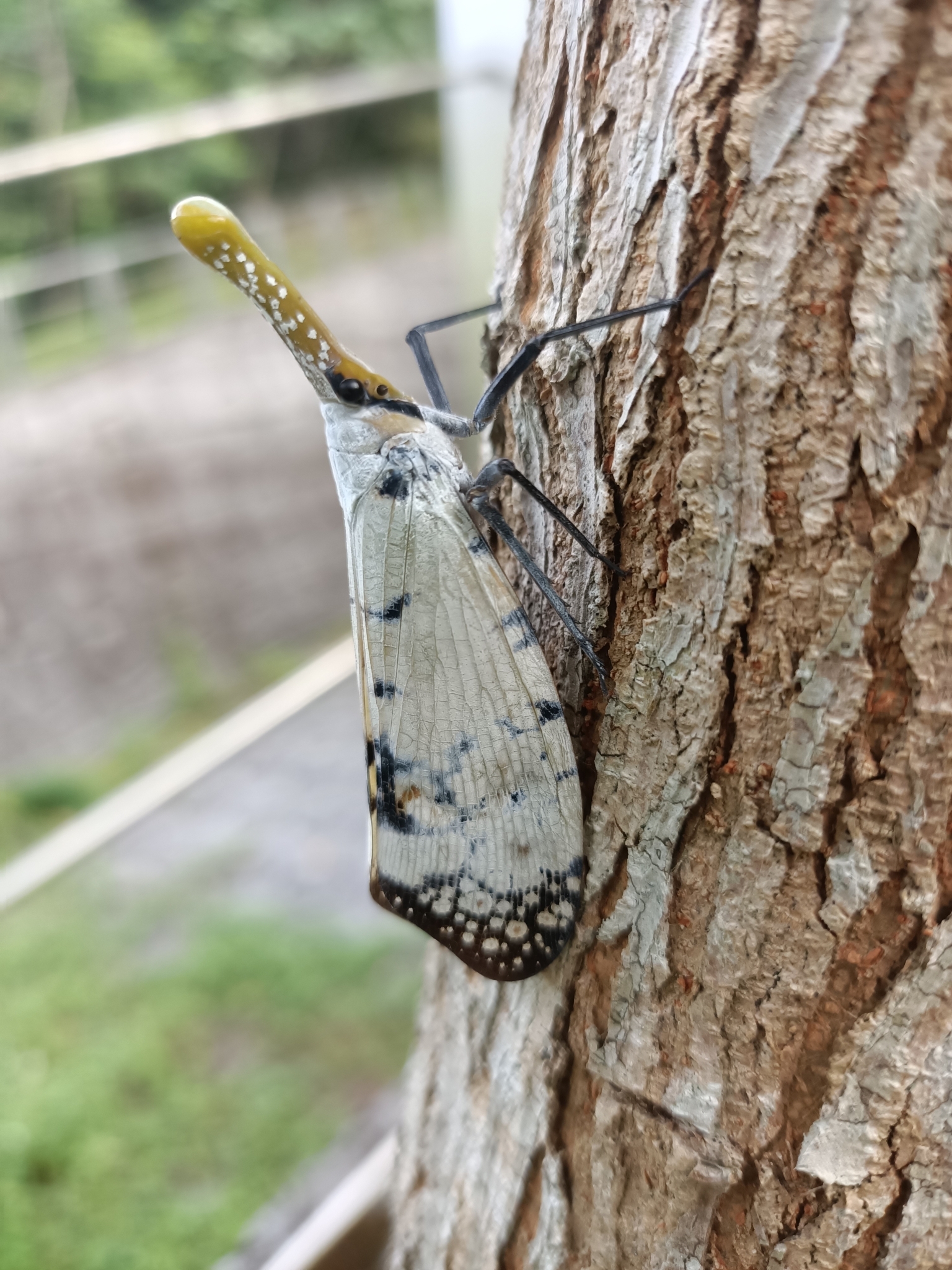 Pyrops watanabei (Matsumura, 1913)