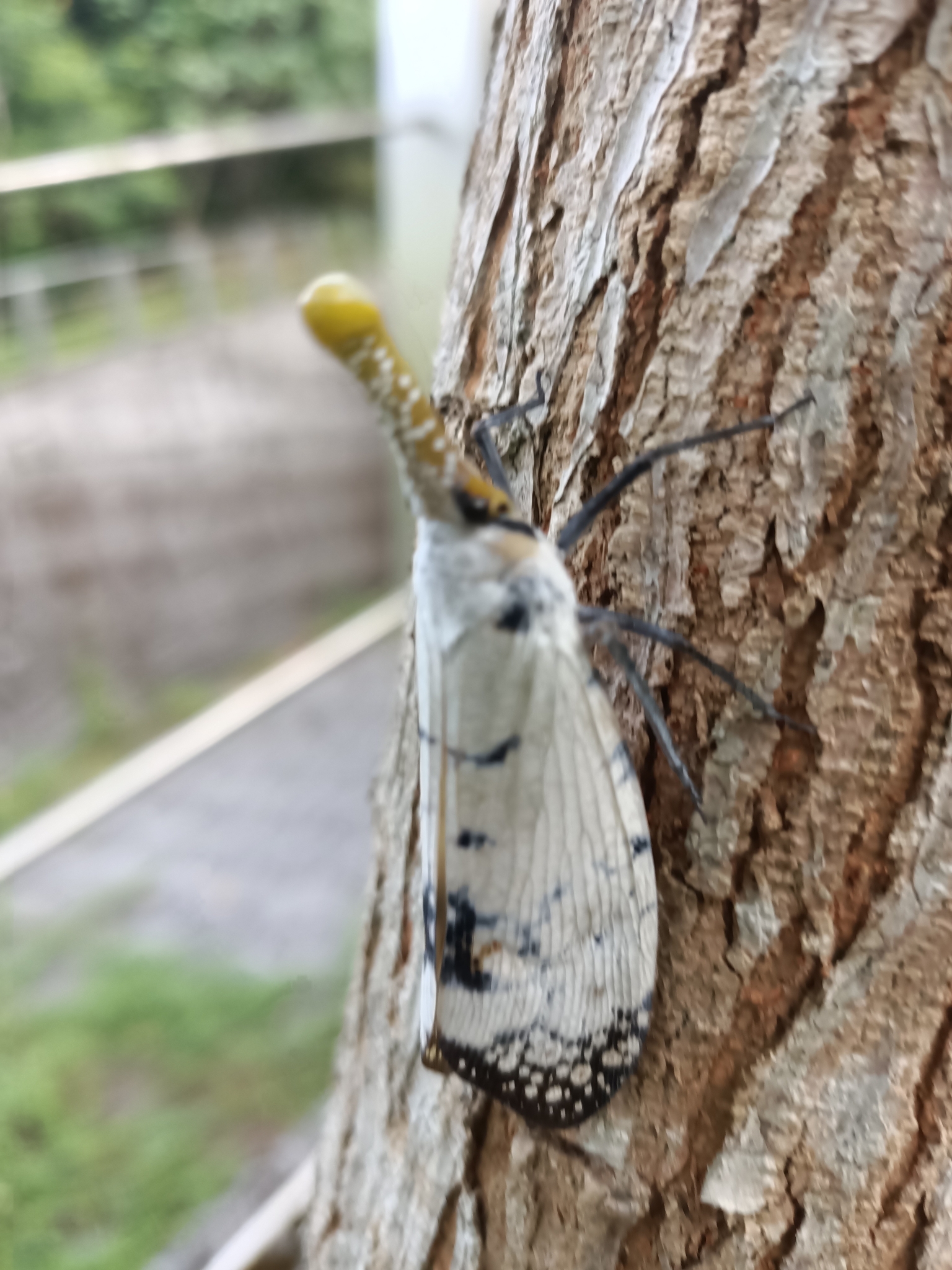 Pyrops watanabei (Matsumura, 1913)