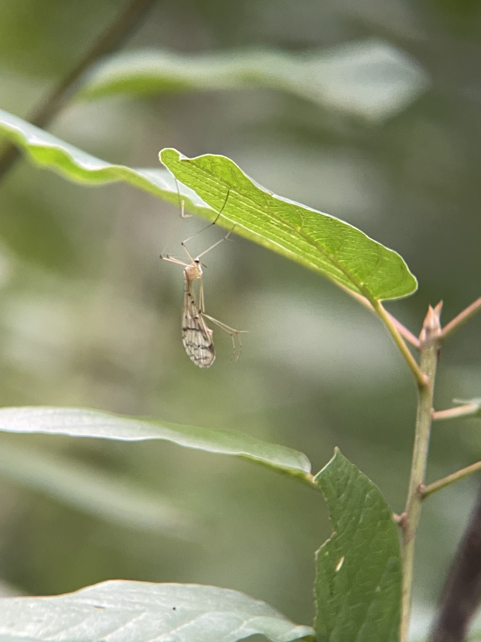 Bittacus strigosus Hagen, 1861