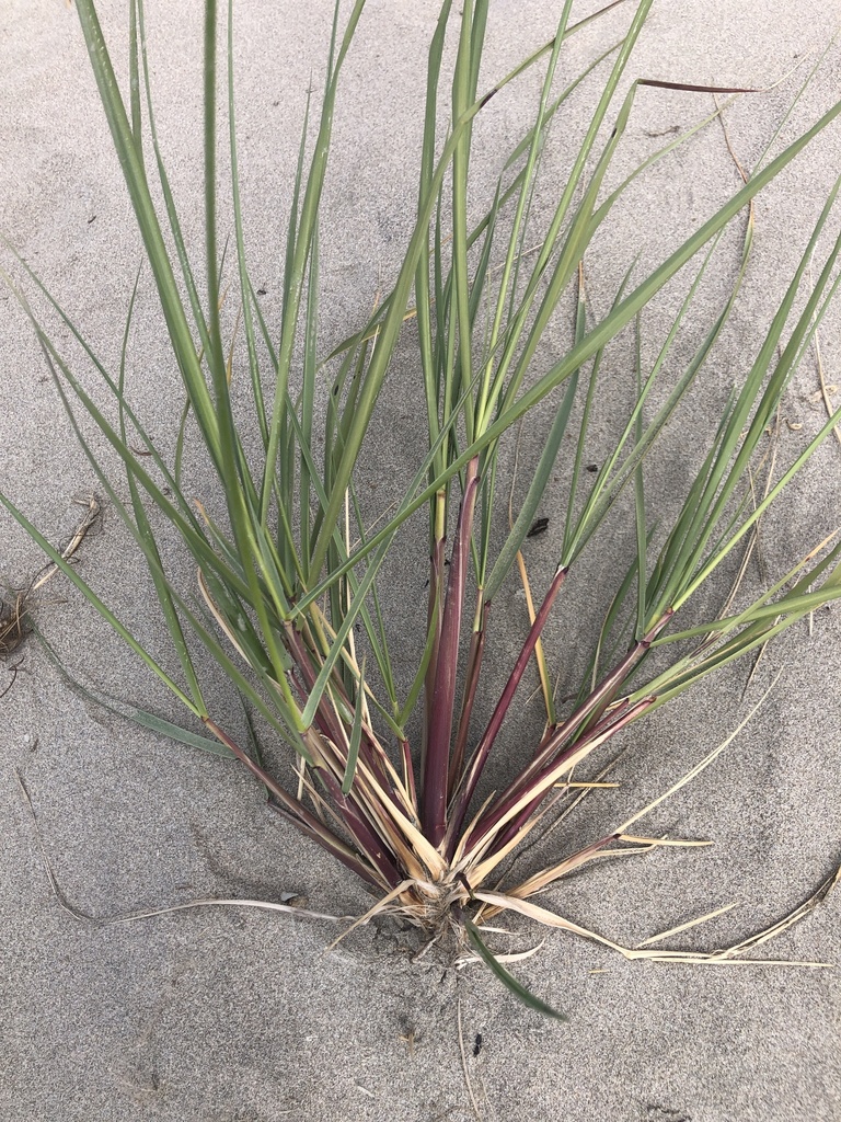 American marram grass from Necanicum River, Seaside, OR, US on July 16 ...