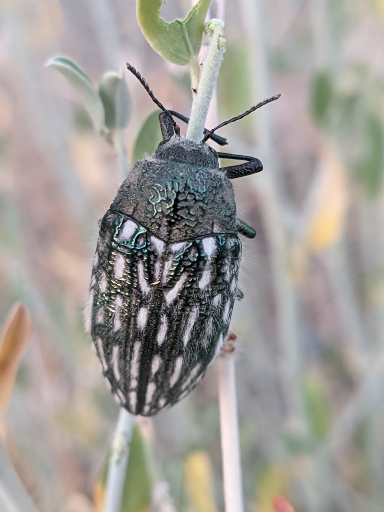 Julodis onopordi (Fabricius, 1787)