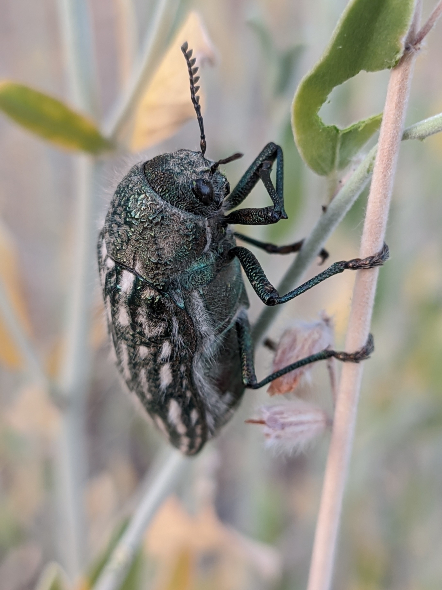 Julodis onopordi (Fabricius, 1787)