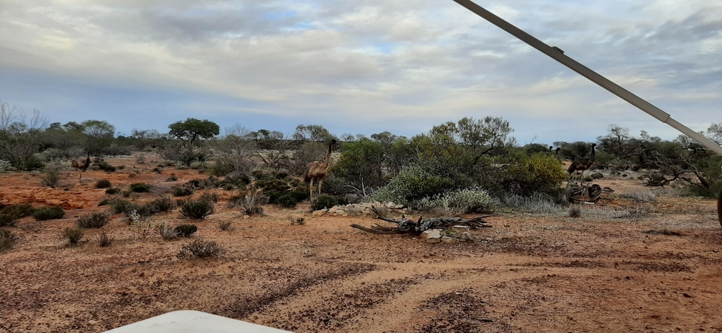 Emu from Pintharuka WA 6623, Australia on July 17, 2022 at 07:58 AM by ...
