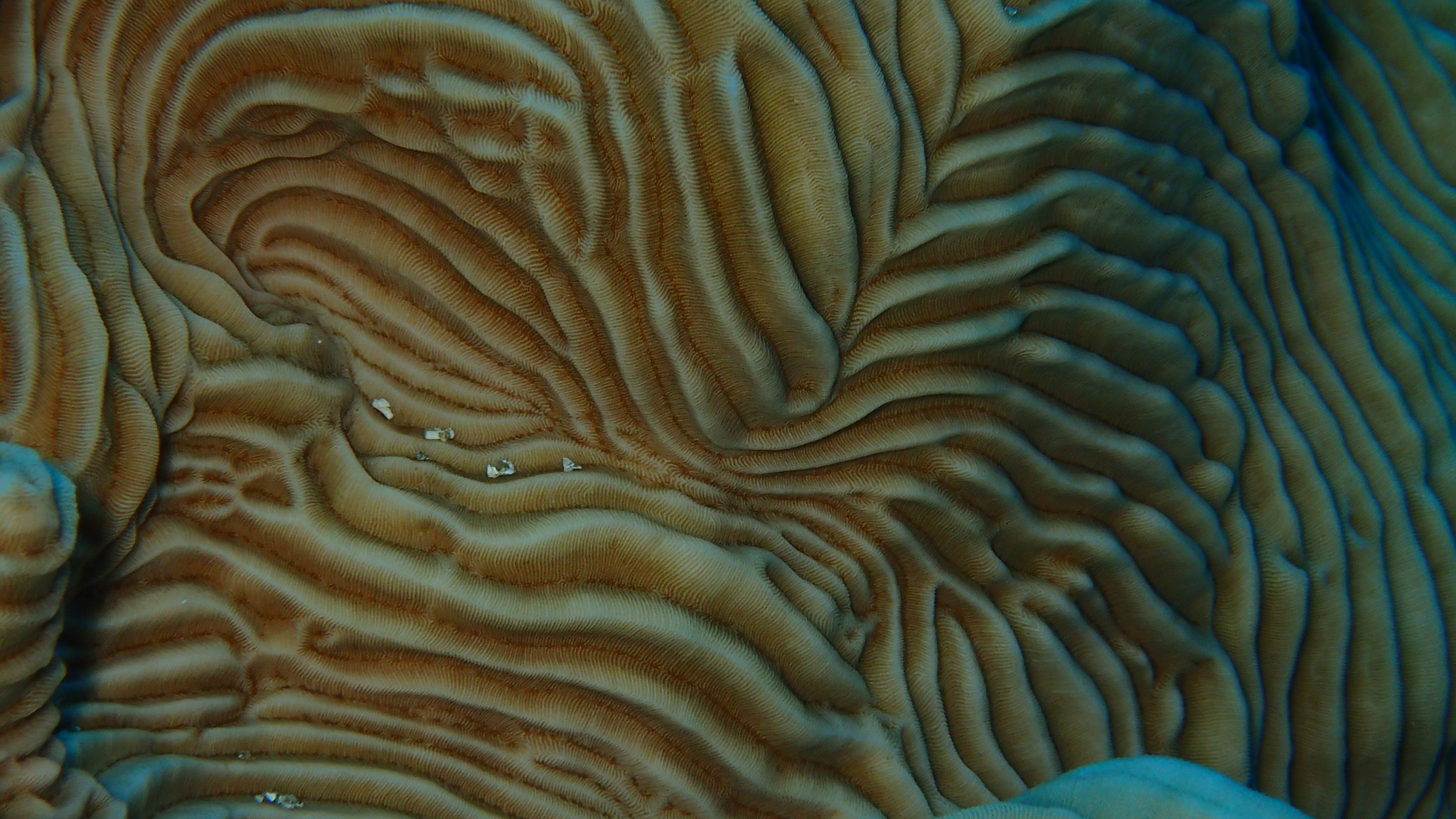 Pachyseris speciosa (Dana, 1846)