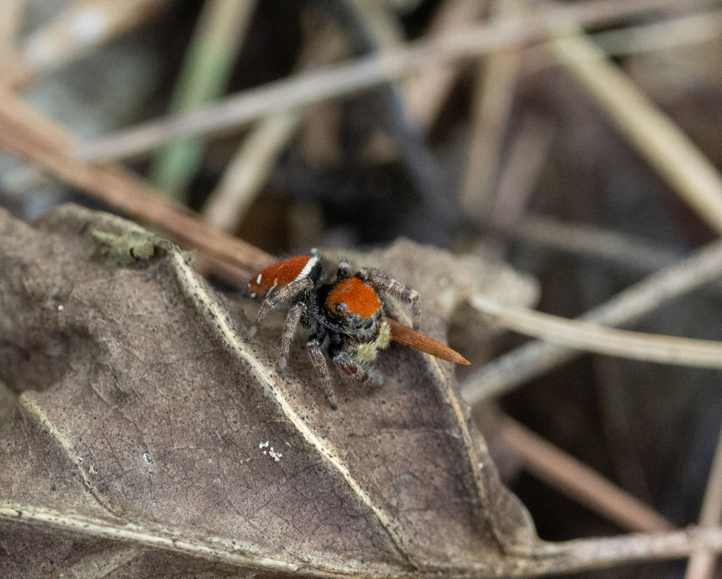 Whitman's Jumping Spider from Swamp, Bladen County, NC, USA on July 16 ...
