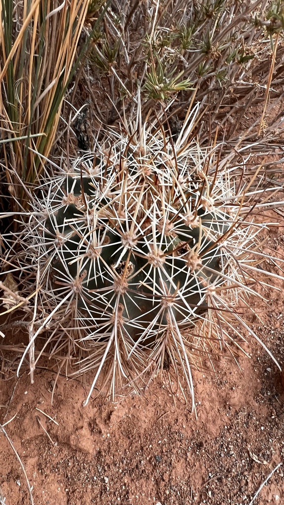 Smallflower Fishhook Cactus from Capitol Reef National Park, Teasdale ...