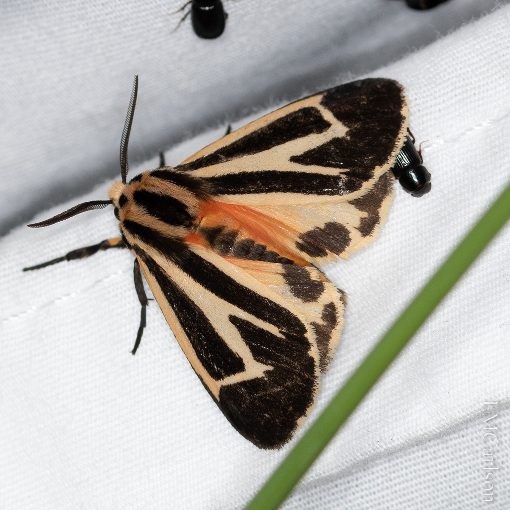 Harnessed Tiger Moth in July 2022 by Lior Carlson · iNaturalist