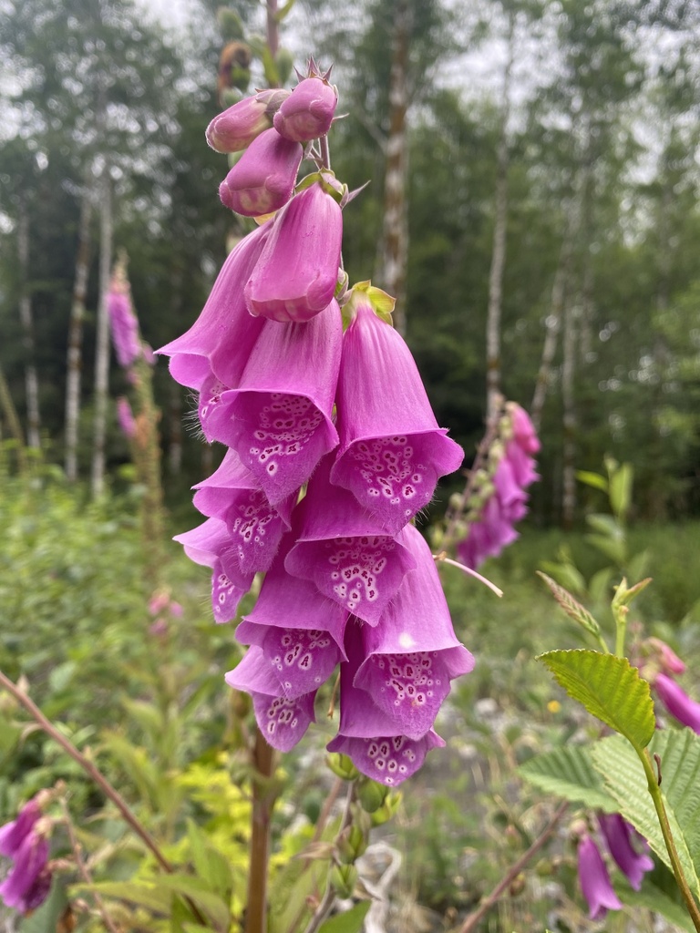 purple foxglove from Olympic National Forest, Forks, WA, US on July 16 ...