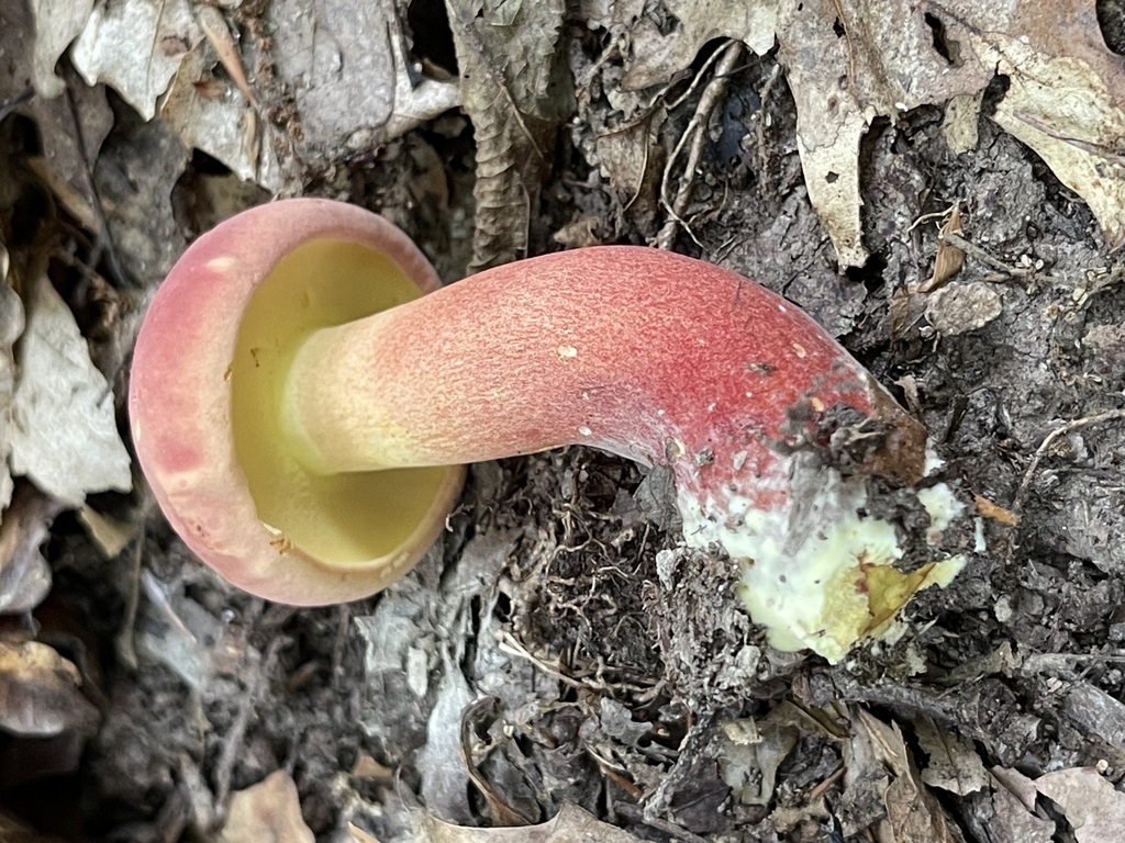 Lanmaoa pallidorosea from Bloomington, IN, USA on July 15, 2022 at 02: ...