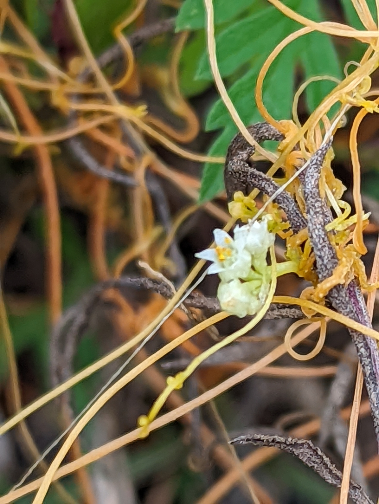 Cuscuta pentagona Engelm.
