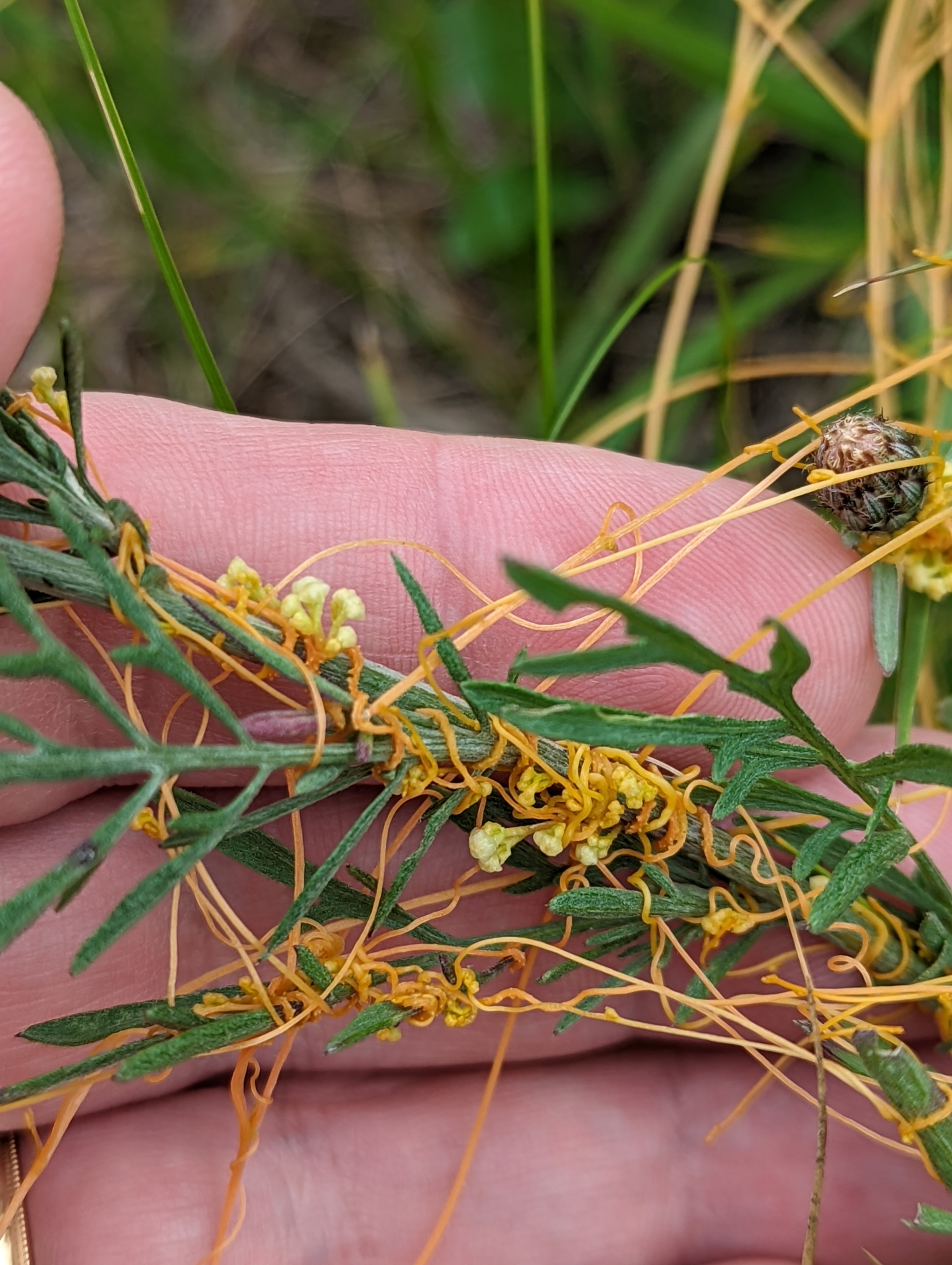 Cuscuta pentagona Engelm.