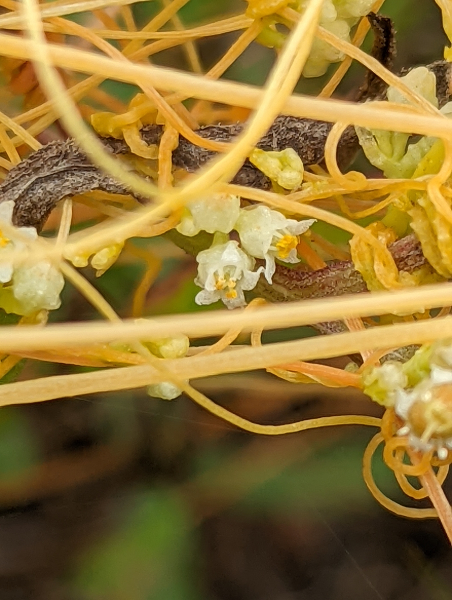 Cuscuta pentagona Engelm.