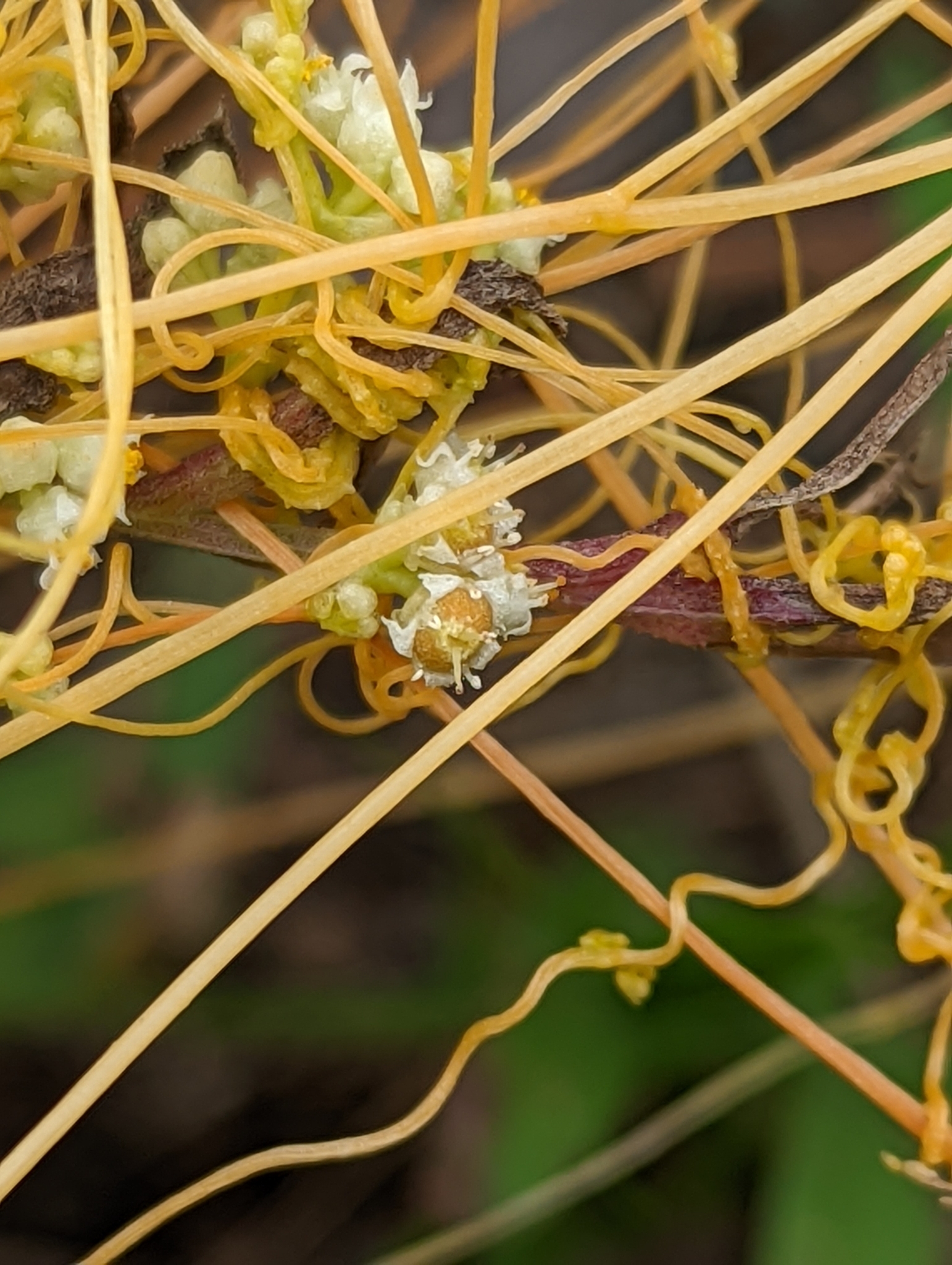 Cuscuta pentagona Engelm.