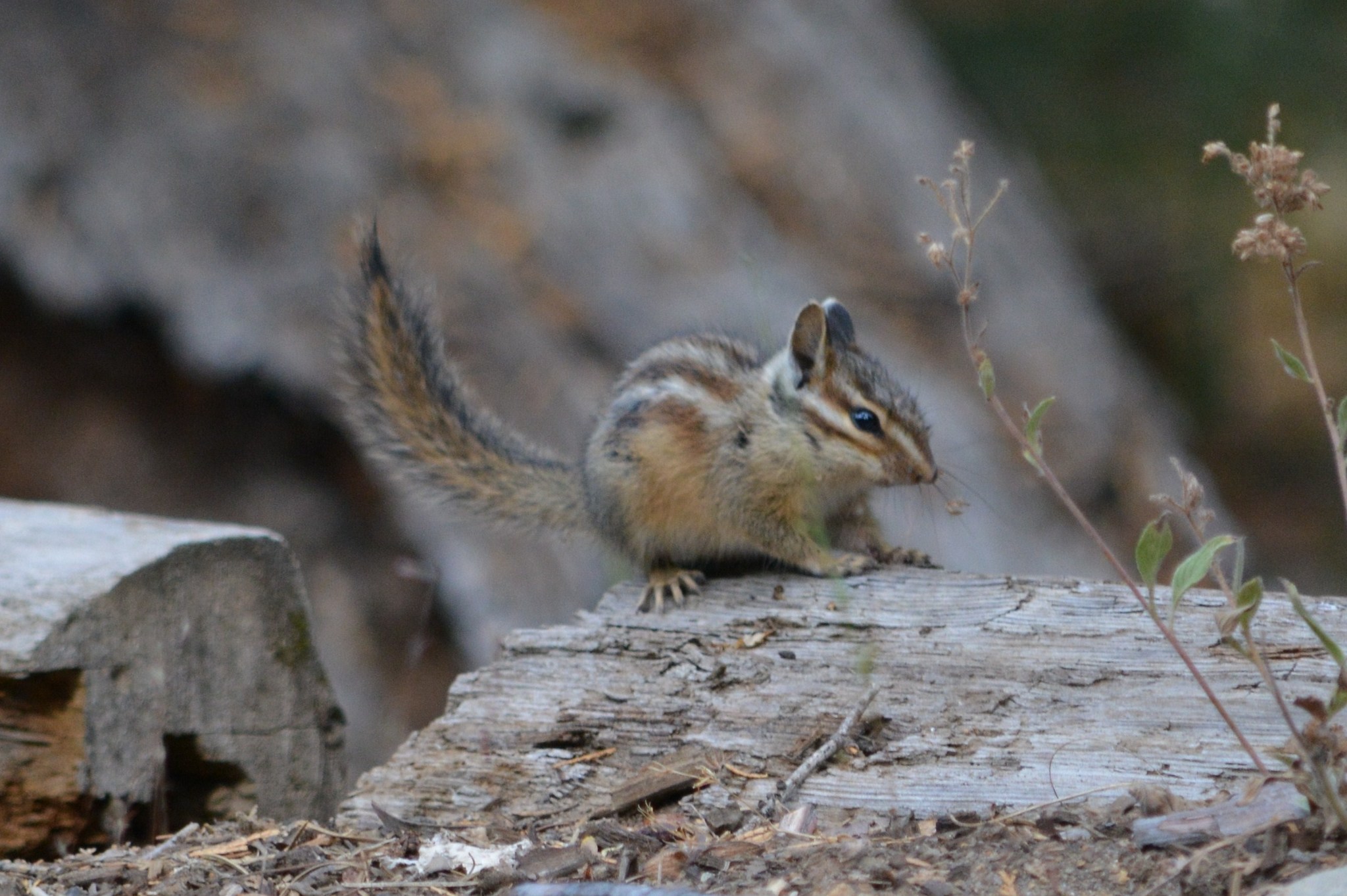 Neotamias senex (J.A.Allen, 1890)