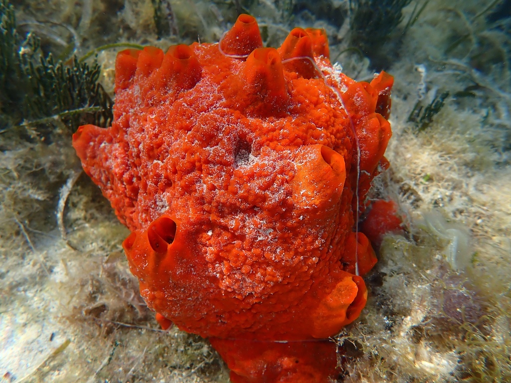 Fire Sponge from North Atlantic Ocean, Bermuda, BM on July 16, 2022 at ...