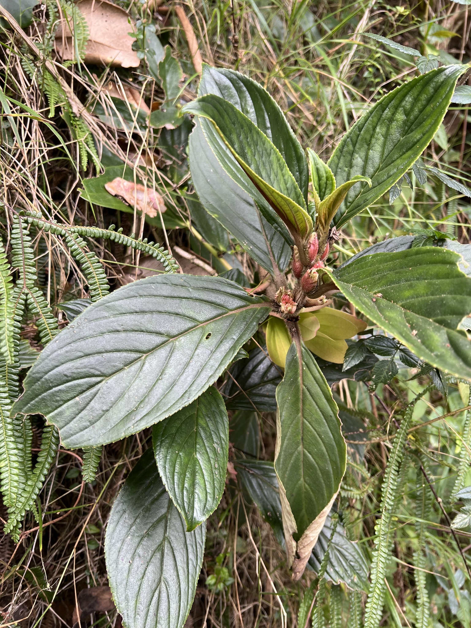 Glossoloma ichthyoderma (Hanst.) J.L.Clark
