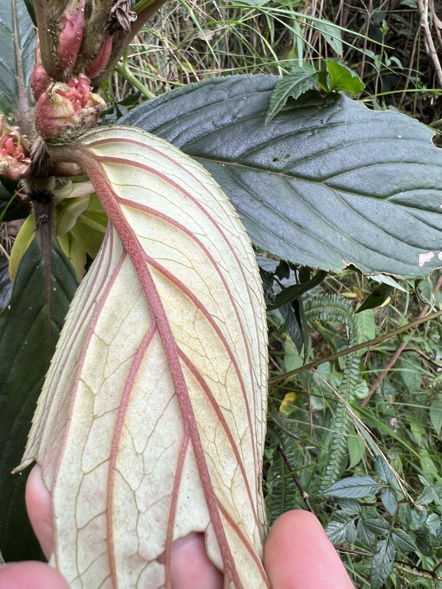 Glossoloma ichthyoderma (Hanst.) J.L.Clark