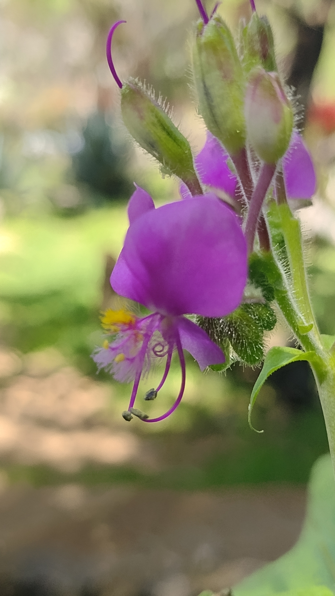 Tinantia erecta (Jacq.) Fenzl