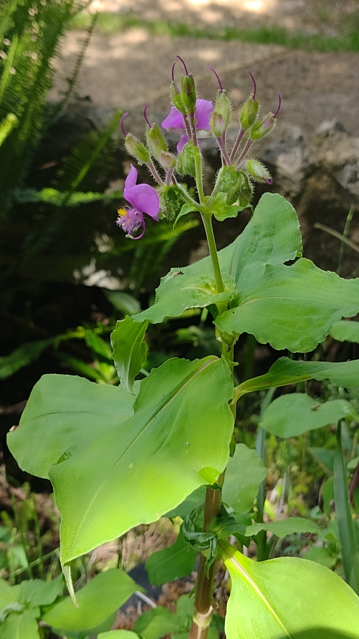 Tinantia erecta (Jacq.) Fenzl