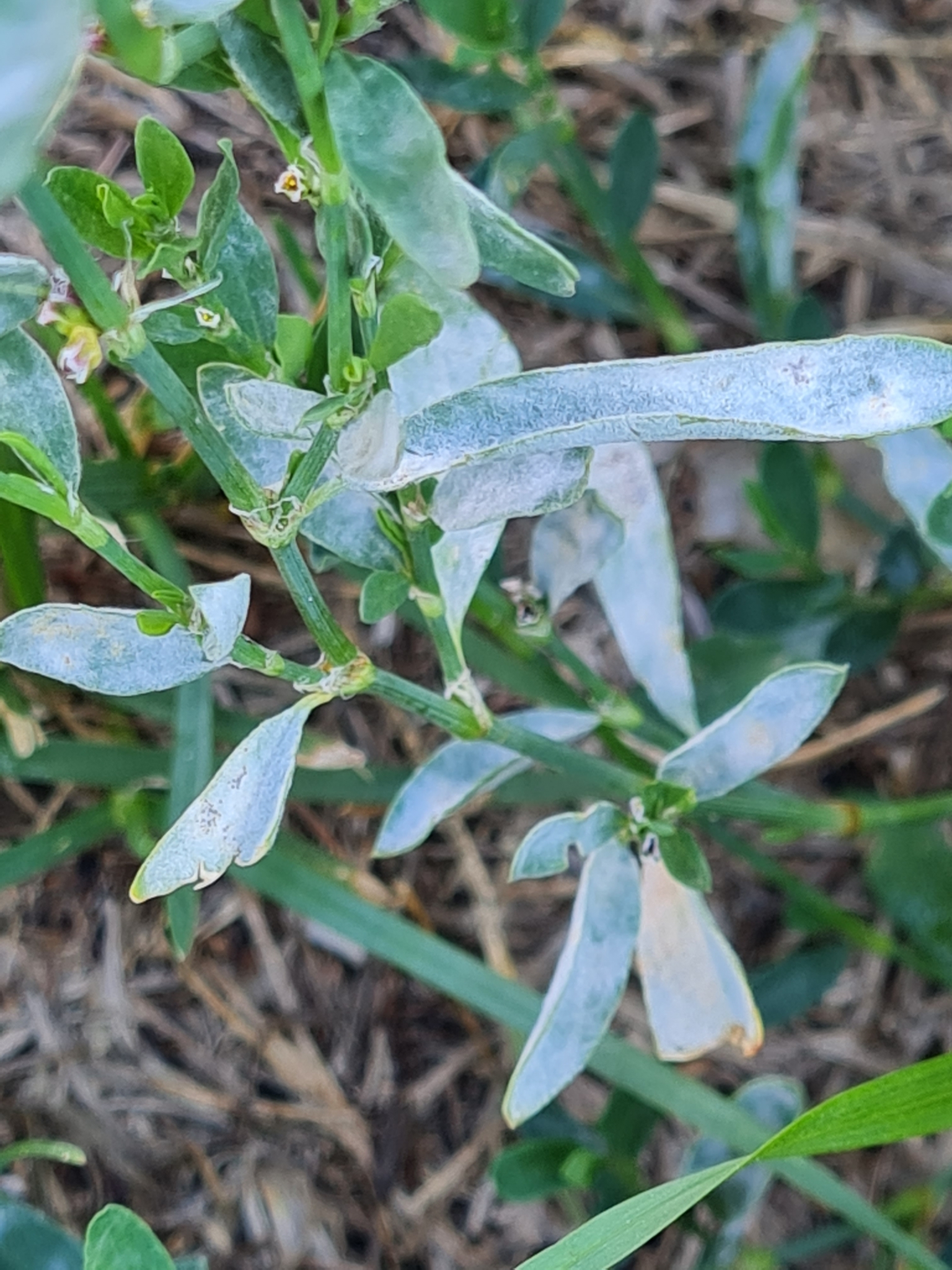 Erysiphe polygoni DC.