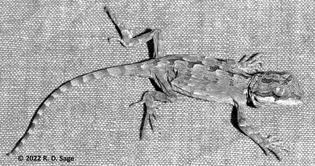 Leiosaurus paronae (Peracca, 1897)