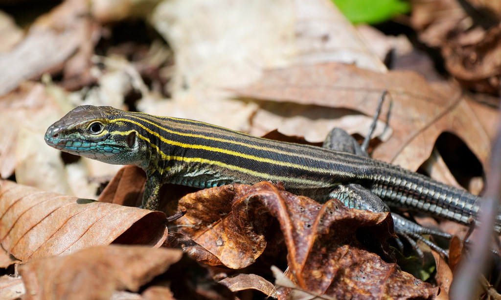 Six-lined Racerunner in July 2022 by danieltayloroc · iNaturalist
