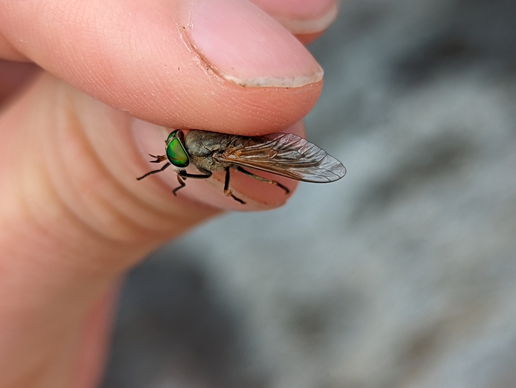 Saltmarsh Greenhead Flies from Fairhaven, NB E5V, Canada on July 16 ...