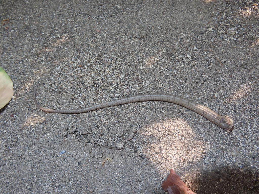 San Diego Alligator Lizard from Poway, CA, USA on July 16, 2022 at 05: ...