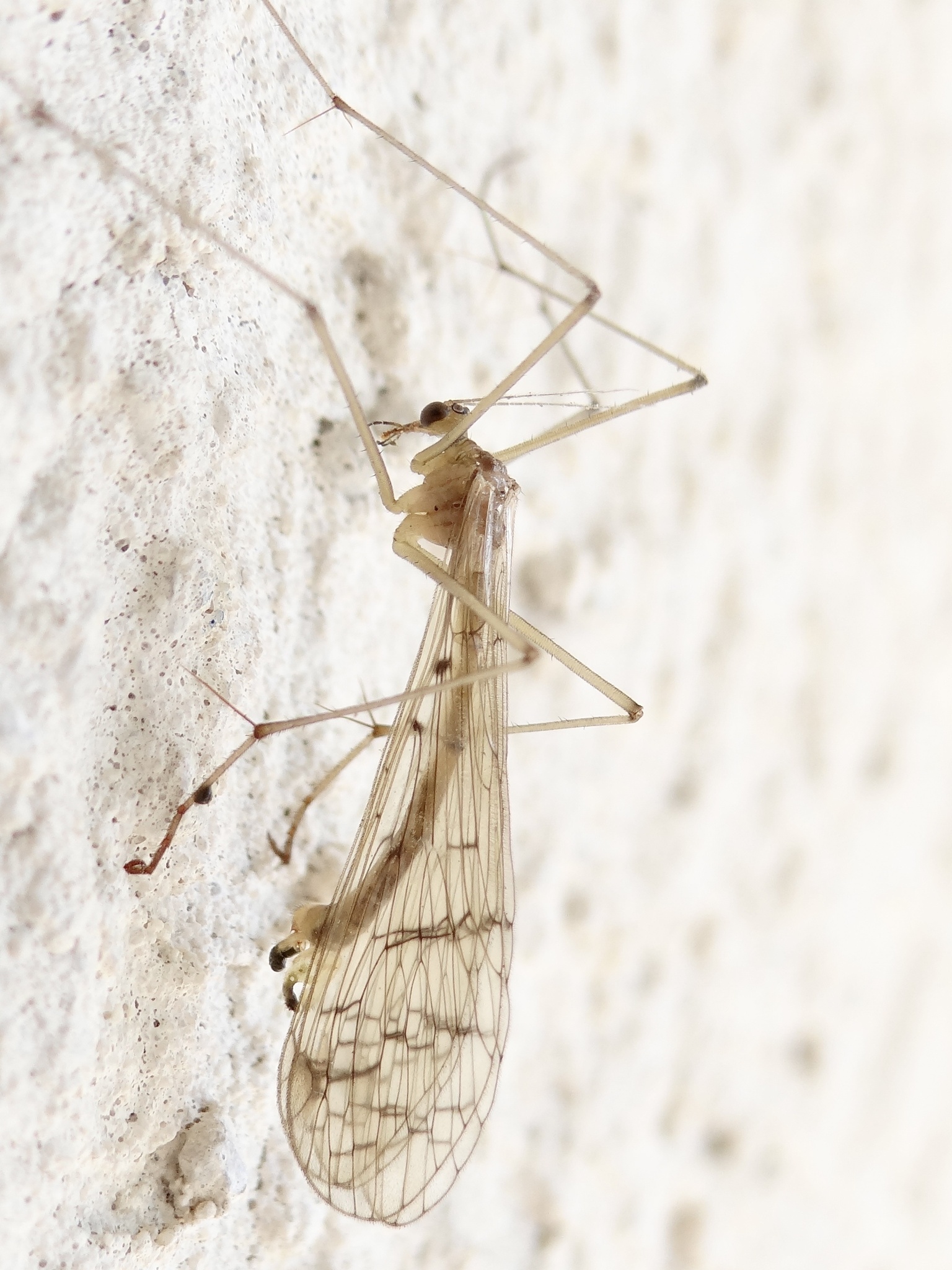 Bittacus strigosus Hagen, 1861