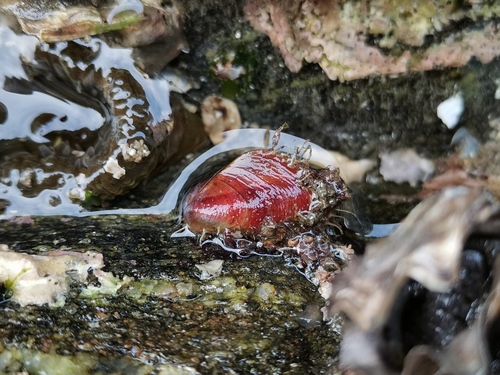 Modiolus comptus · iNaturalist