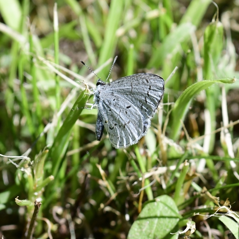 Spring Azure in June 2022 by roamingthewoods · iNaturalist