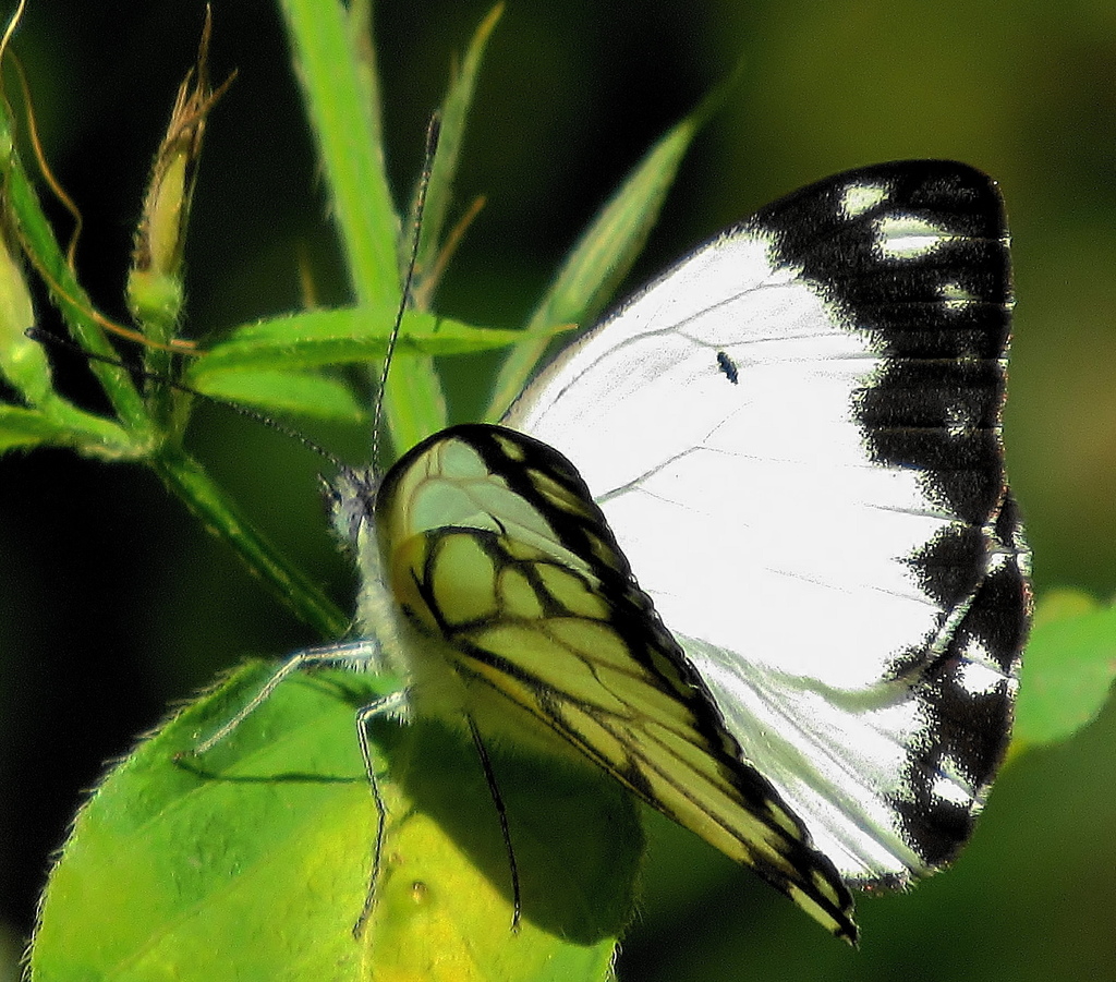 African Common White (Butterflies of Bonamanzi) · BioDiversity4All