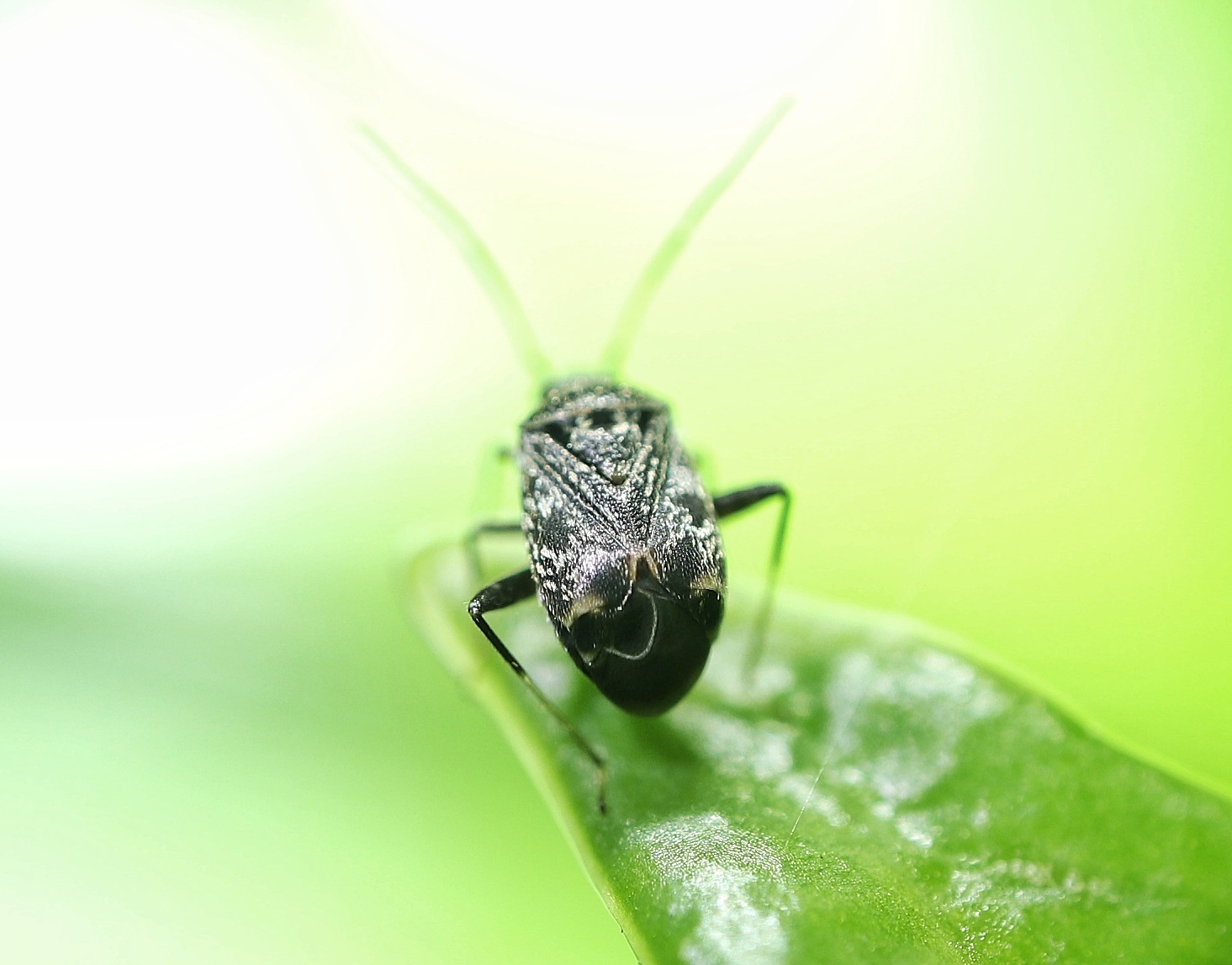 Charagochilus Fieber, 1858