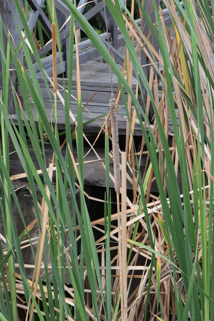 southern cattail from Samborondón, Ecuador on July 10, 2022 at 10:01 AM ...