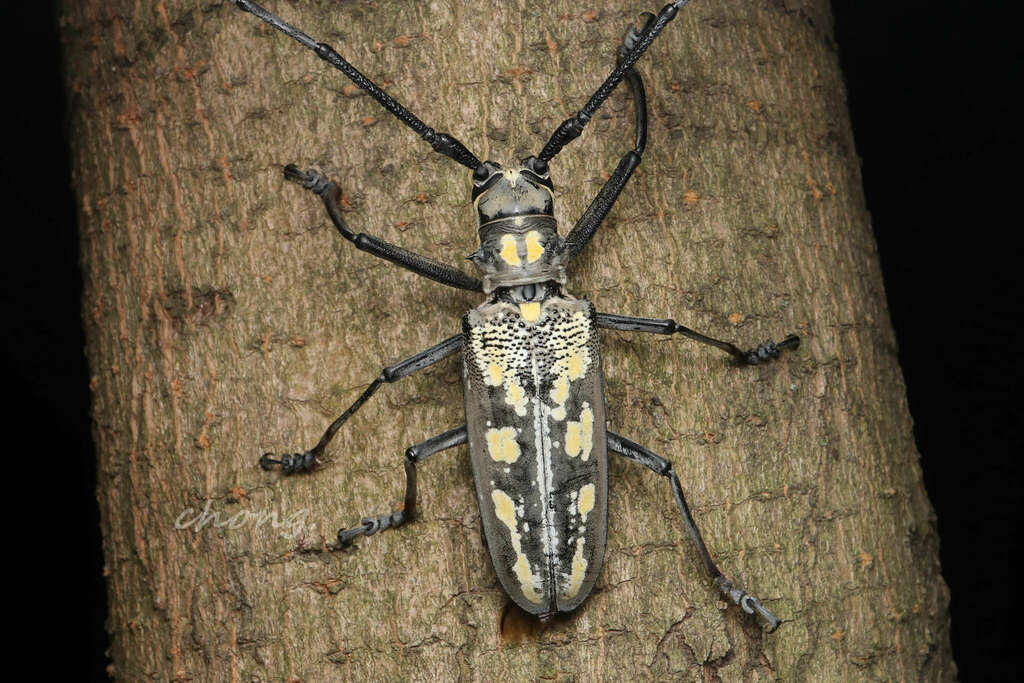 Batocera horsfieldi from 中国江苏省南京市玄武区 on July 15, 2022 at 10:41 AM by 虫虫 ...