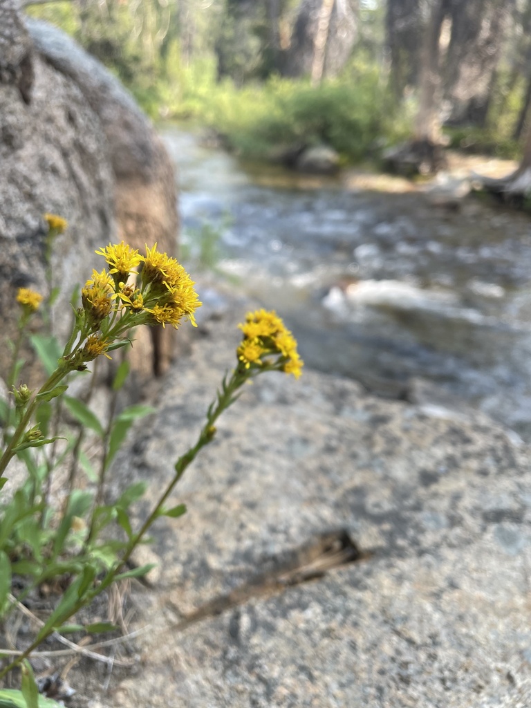 northern goldenrod from West Walker River, Bridgeport, CA, US on July ...