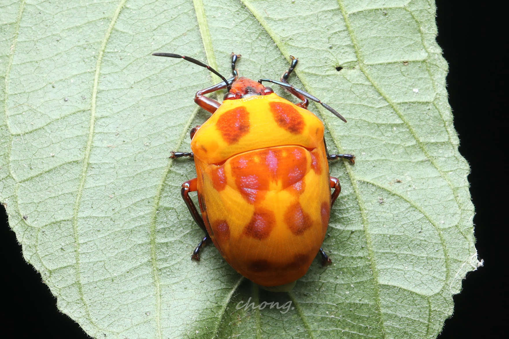 Poecilocoris druraei (Linnaeus, 1771)