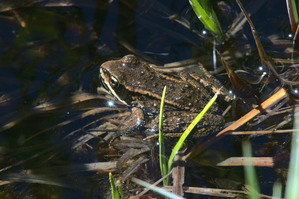 Cascades Frog in July 2022 by Zach Kemp · iNaturalist