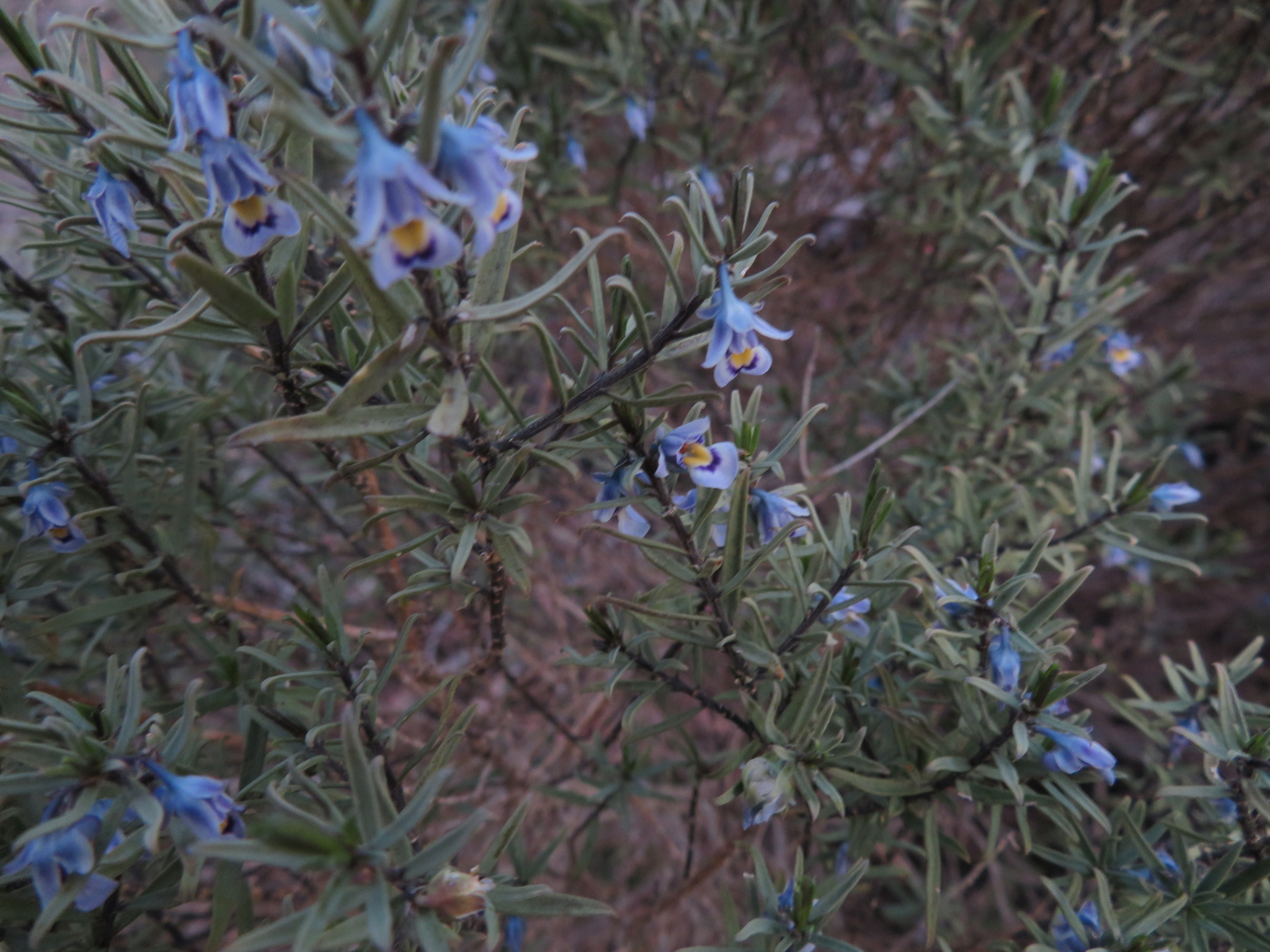 Pigea floribunda (Lindl.) Lindl.