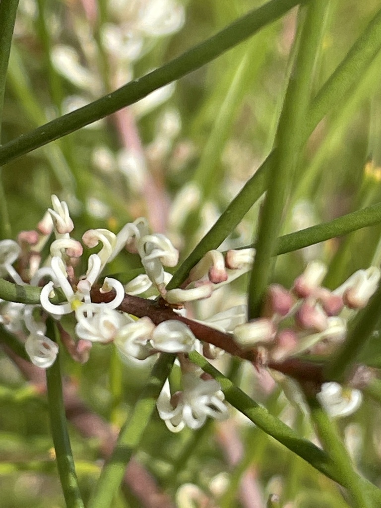 mulloway needle bush from Tin Can Bay Golf Course, Tin Can Bay, QLD, AU ...
