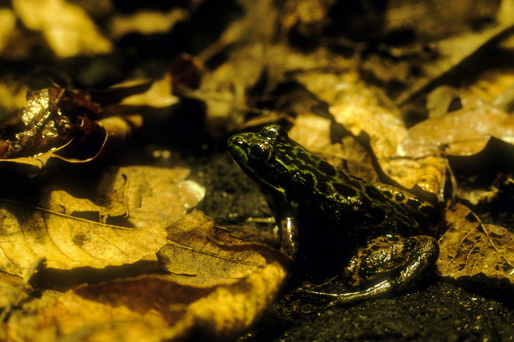 Mink Frog (Amphibians and Reptiles of Seney National Wildlife Refuge ...