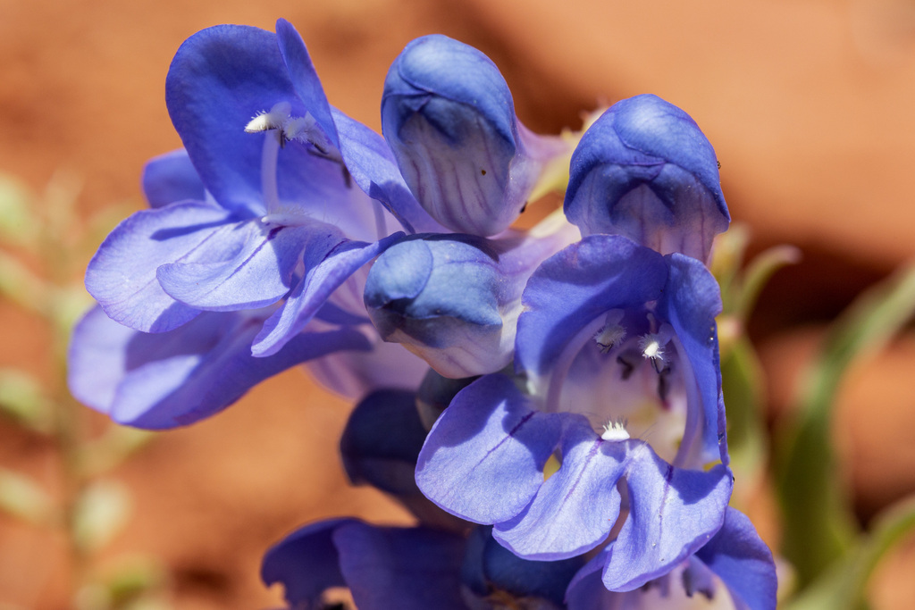 Sawsepal Beardtongue from Fremont County, US-WY, US on June 9, 2022 by ...