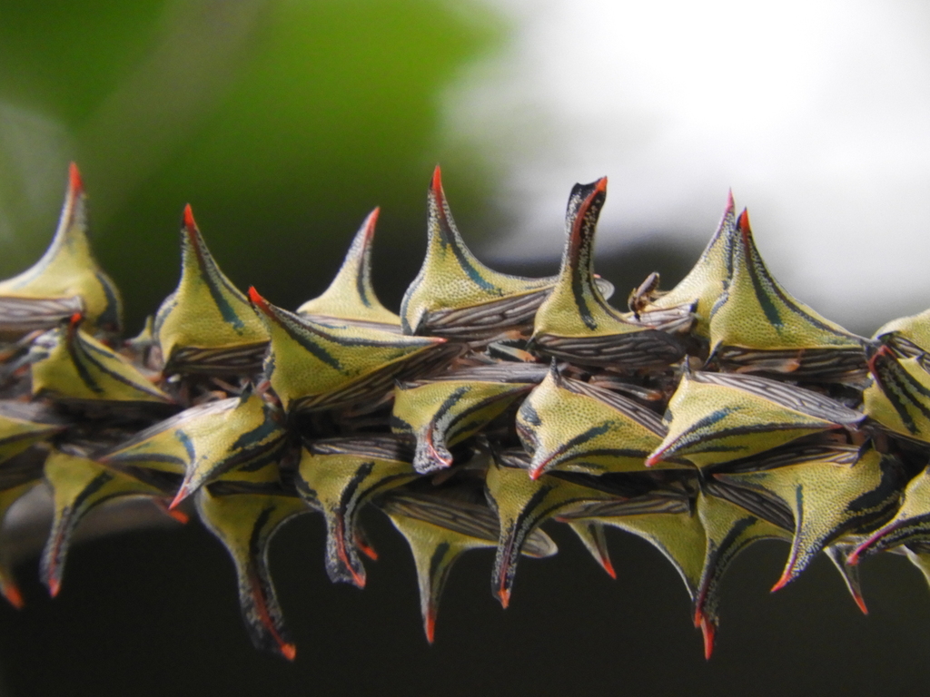Thorn Treehoppers from Panamericano, Bello, Antioquia, Colombia on July ...