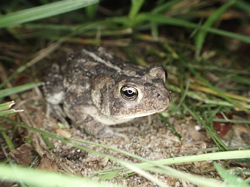 North American Toads in July 2022 by Eric Blomberg · iNaturalist