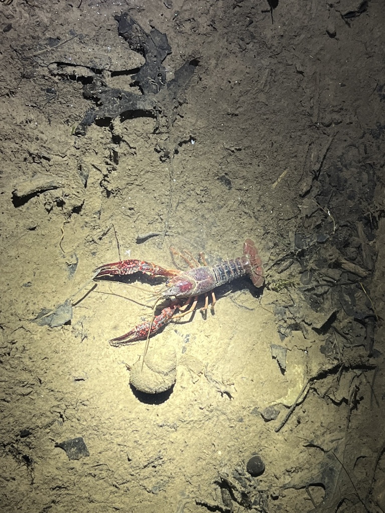 Red Swamp Crayfish from Eagle Path, Bushkill, PA, US on July 16, 2022 ...