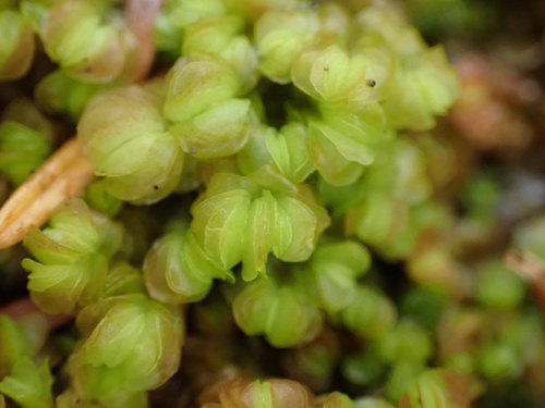 Suborder Myliineae · iNaturalist