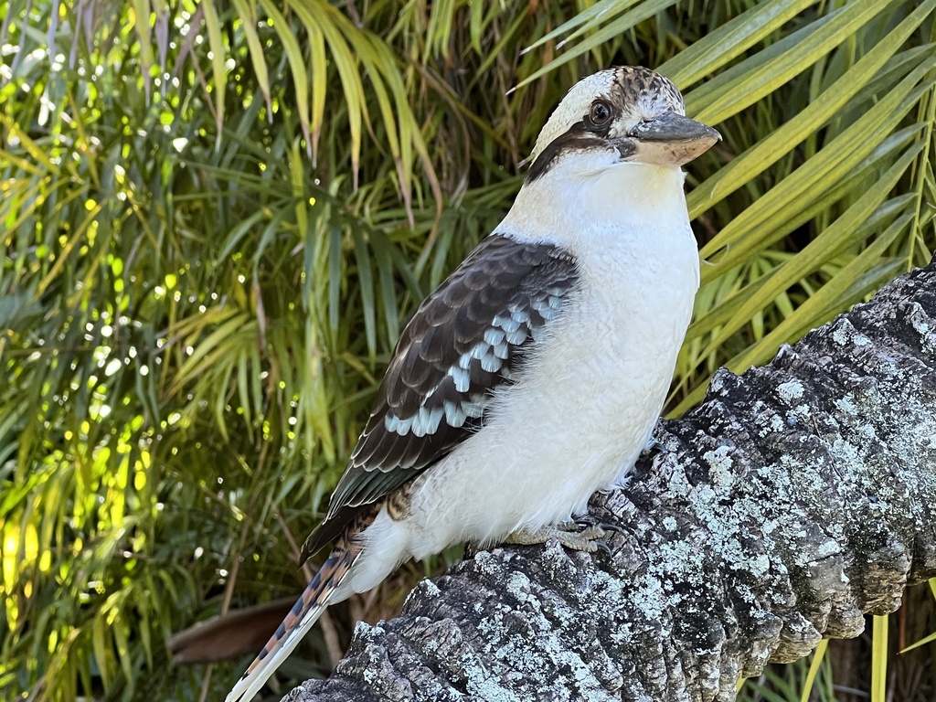 Laughing Kookaburra from Queens Garden, North Ward, QLD, AU on July 17 ...
