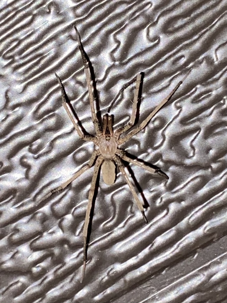 Arizona black hole spider from Wells Dr NE, Alburquerque, NM, US on ...