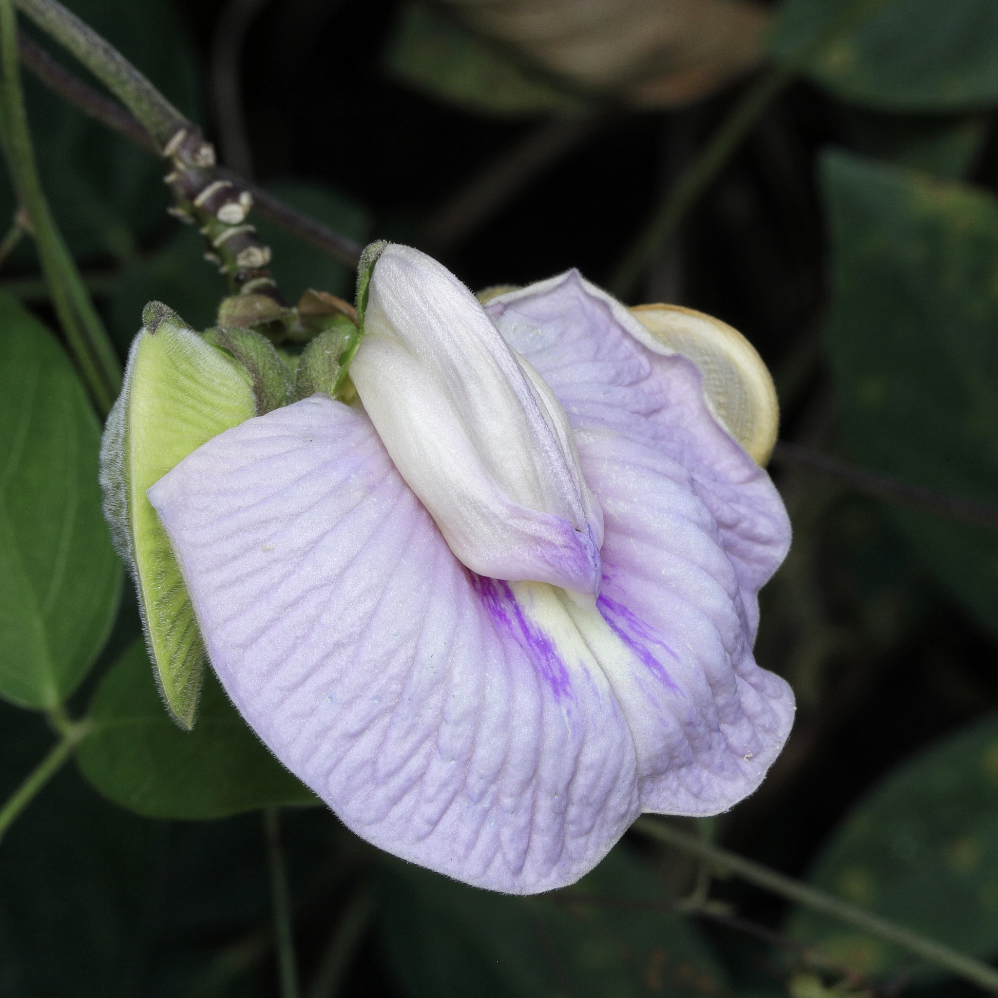 Centrosema molle Mart. ex Benth.