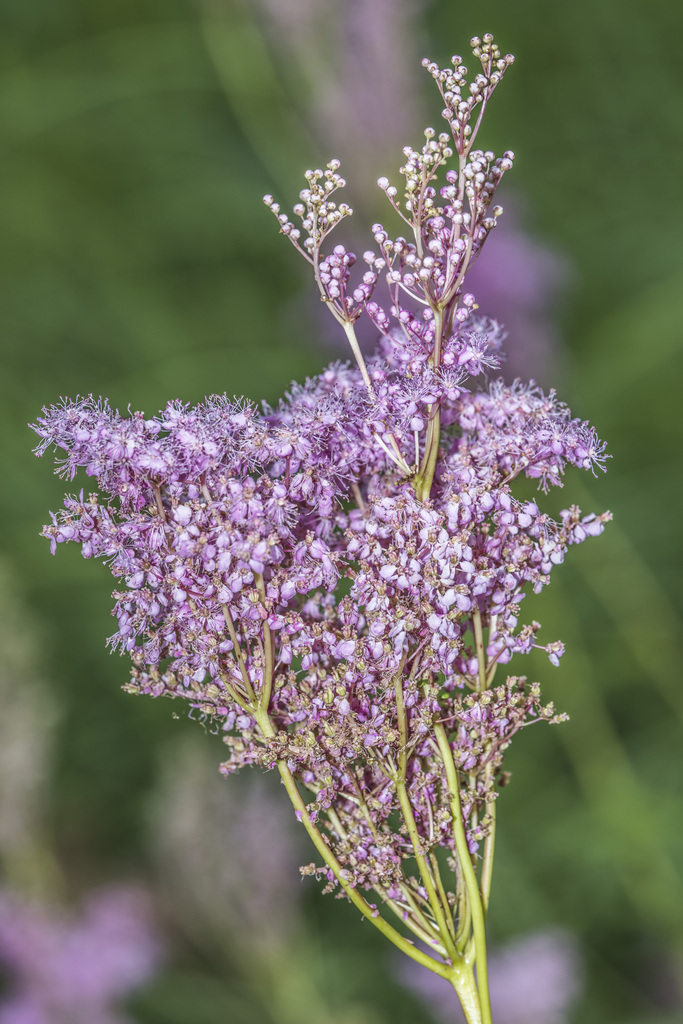 queen of the prairie in July 2022 by Kevin Shrock · iNaturalist